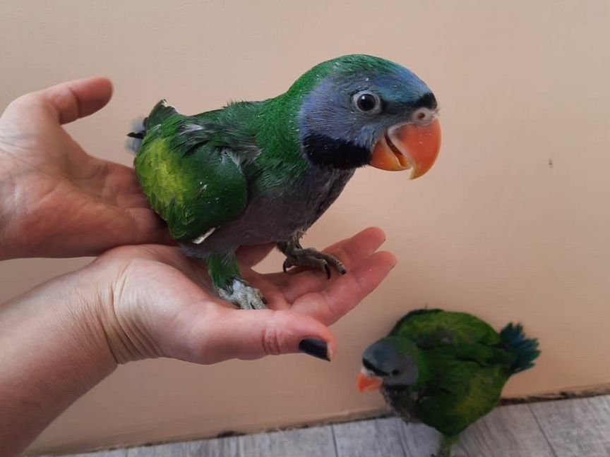 Китайский Попугай выкормыш