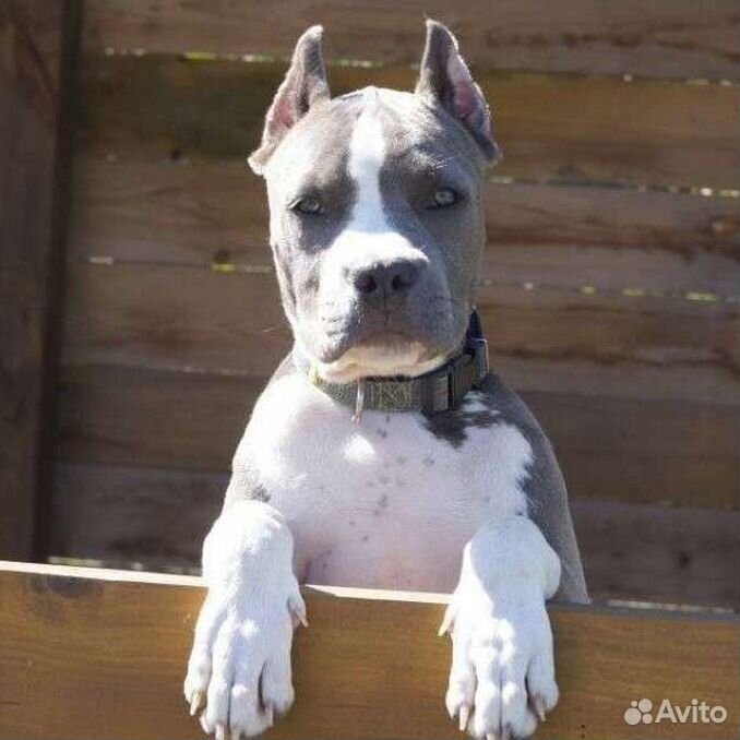 Щенки Американские стаффы (питомник РКФ)