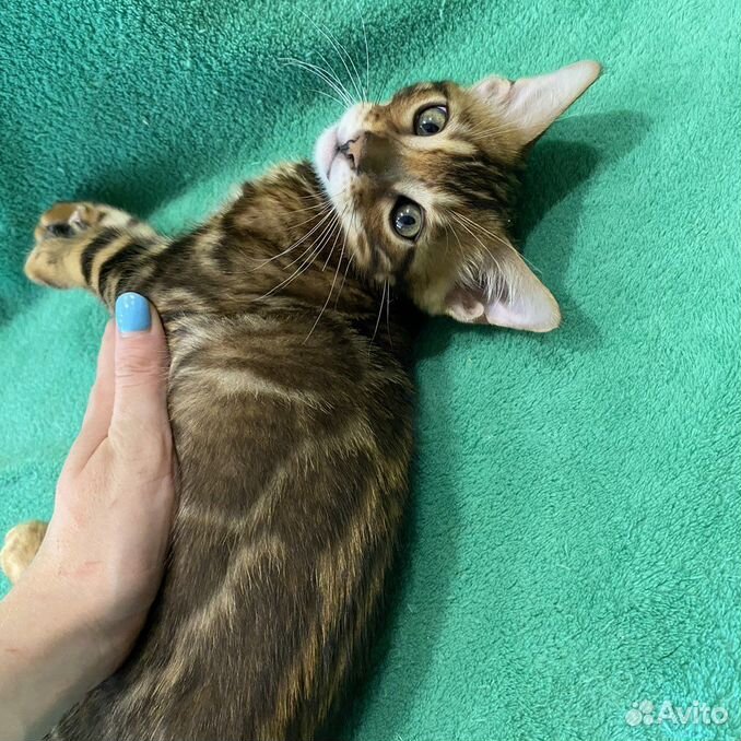 Бенгальские котята в любимцы
