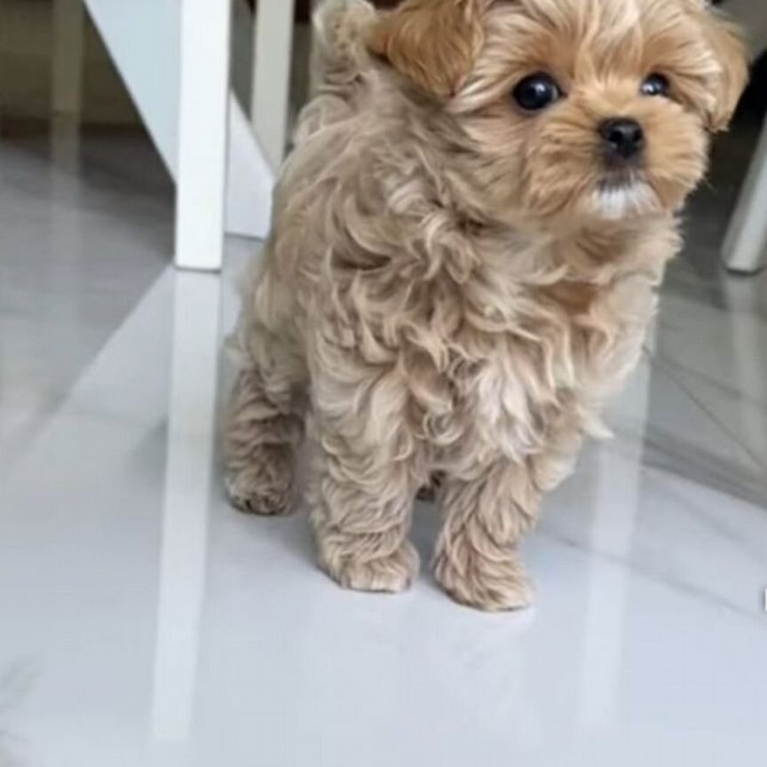 Мальтипу болонка