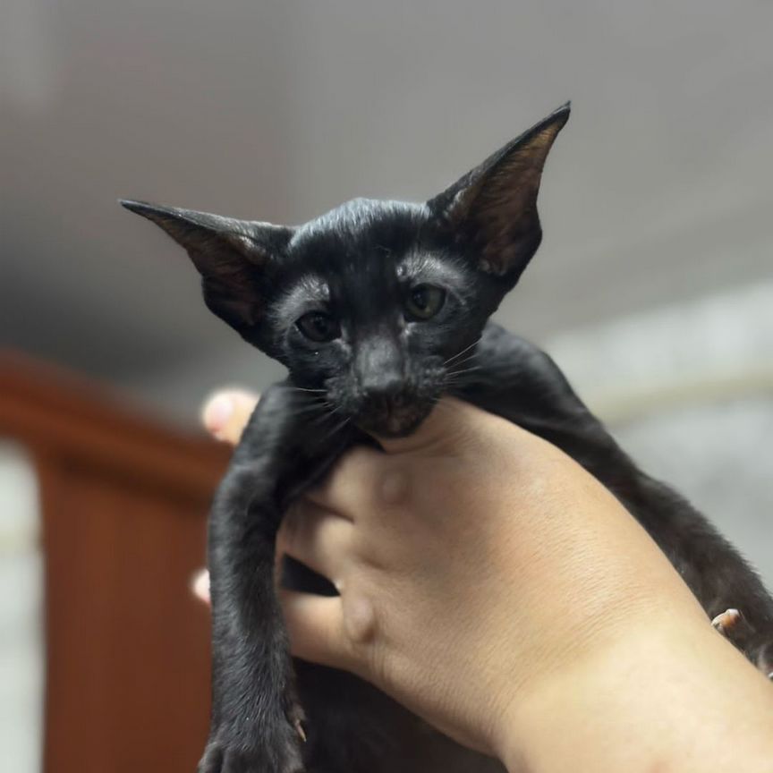 Ориентальные черные жемчужинки