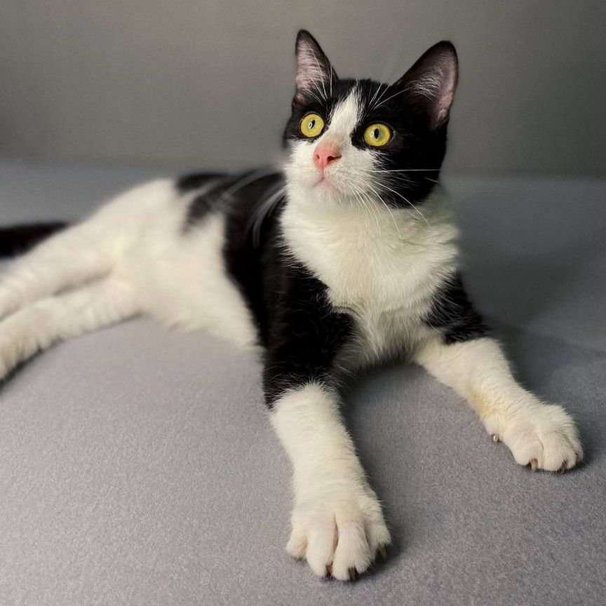 Котёнок Снич в добрые руки