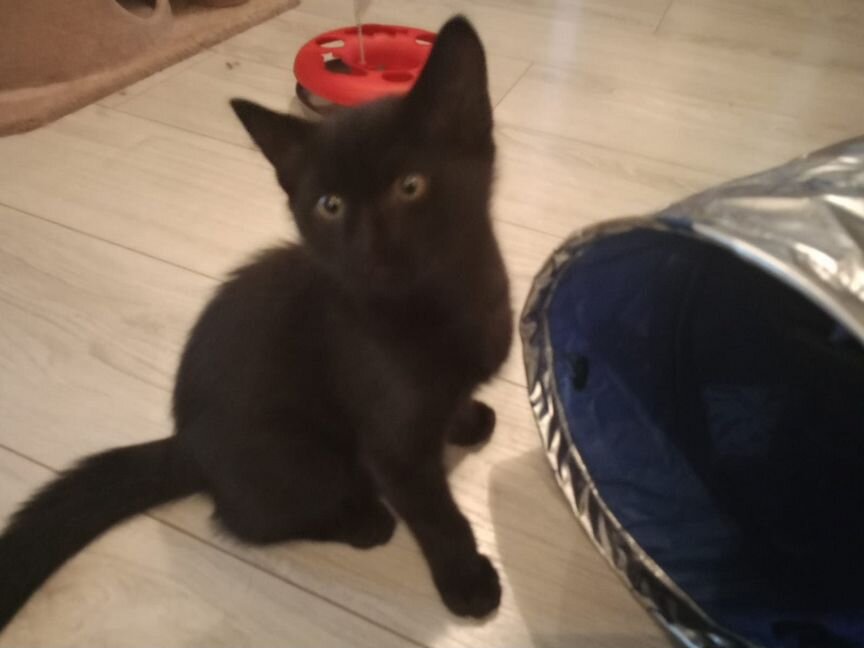 Котенок