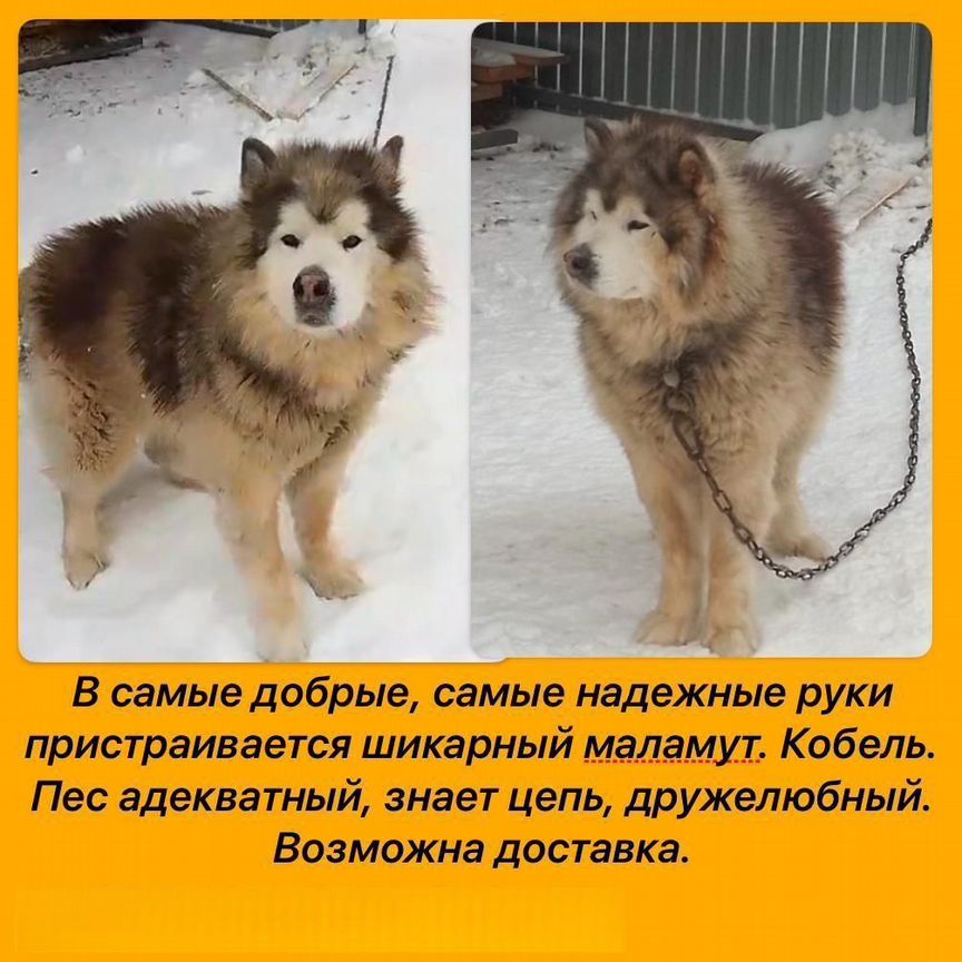 Маламут кобель