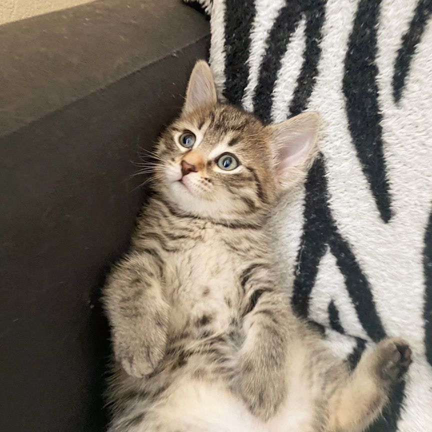 Котята в добрые руки бесплатно девочка