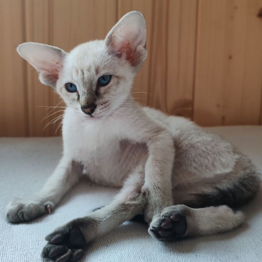 Ориентальные котята современные