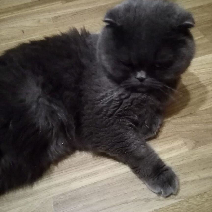Котик в добрые руки