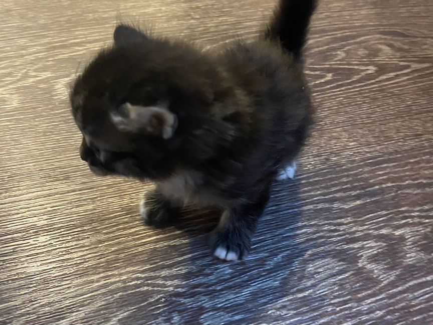 Шотландские вислоухие котята бесплатно