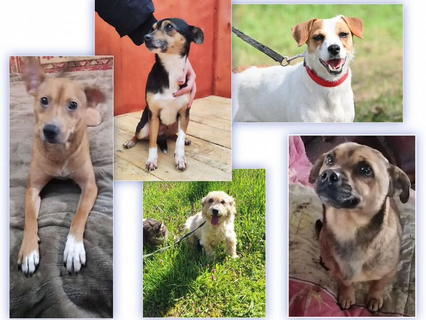 Ищем передержку для маленьких собачек