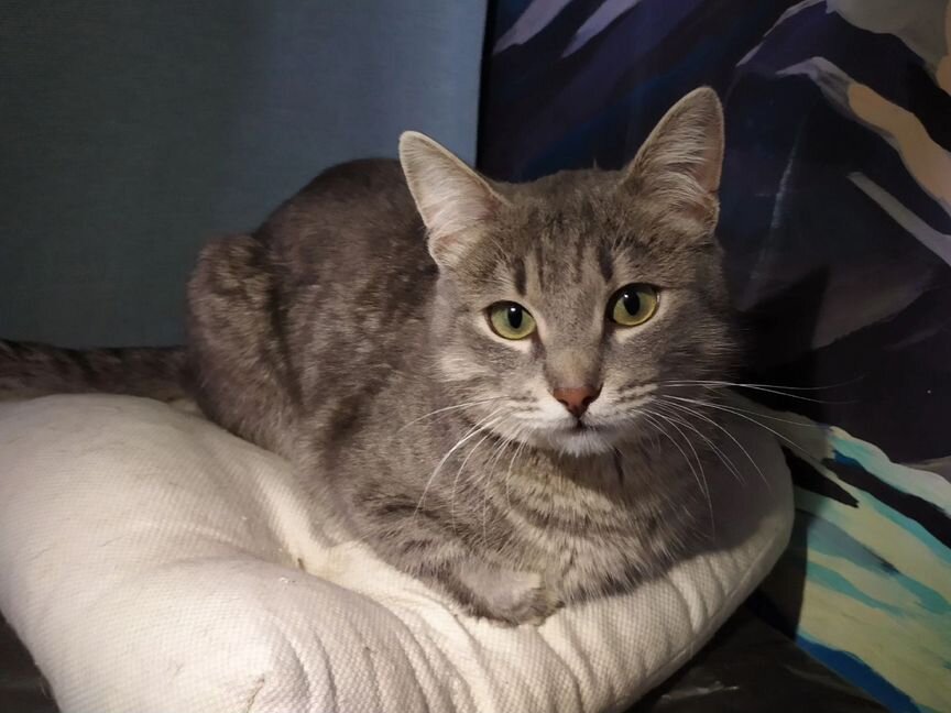 Кот-дурак в добрые руки