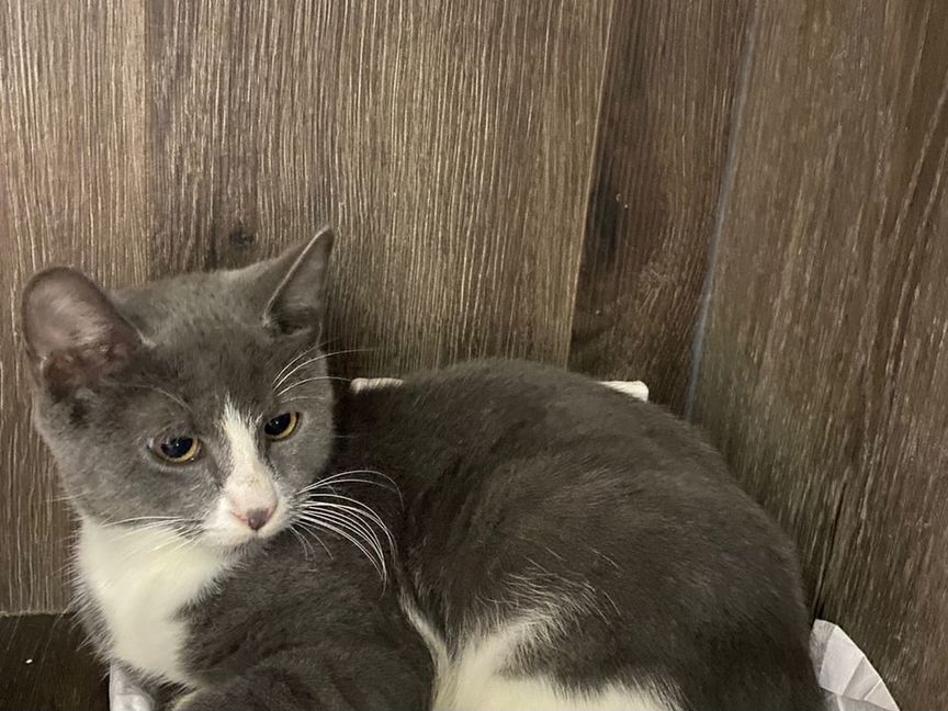 Ласковый дымчатый котенок