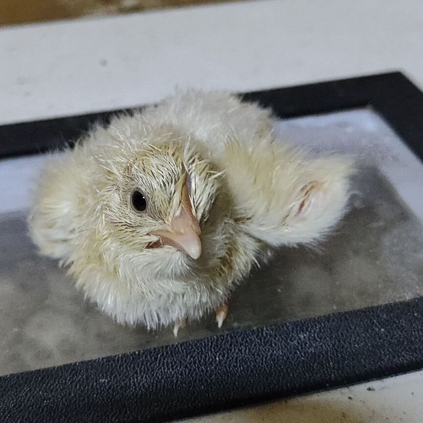 Цыплята суточные Ломан браун