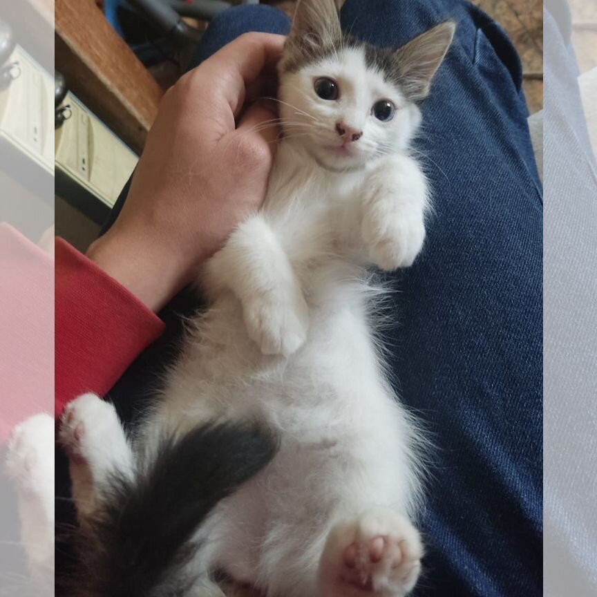 Котёнок