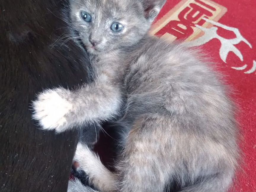 Кошечки в дар бесплатно