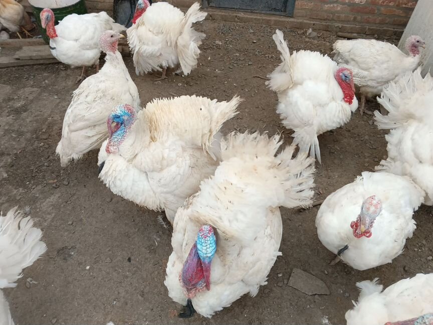 Индюки и петухи