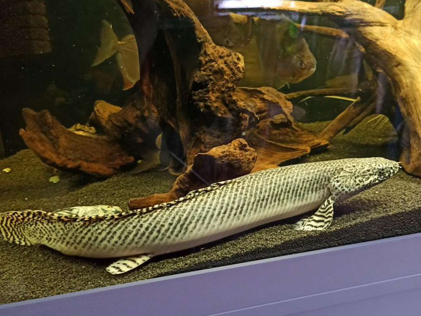 Полиптерус Орнатипинис (Конголезский Многопер)