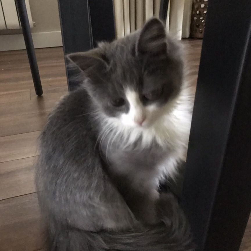 Кот 5 месяцев