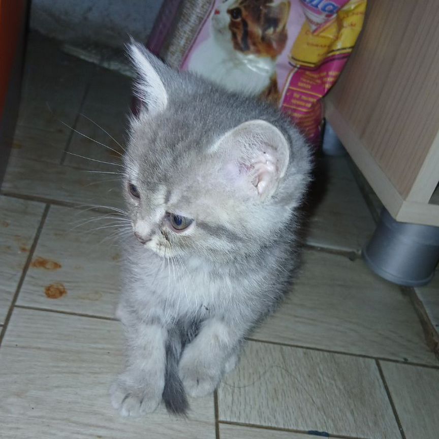 Котёнок в добрые руки