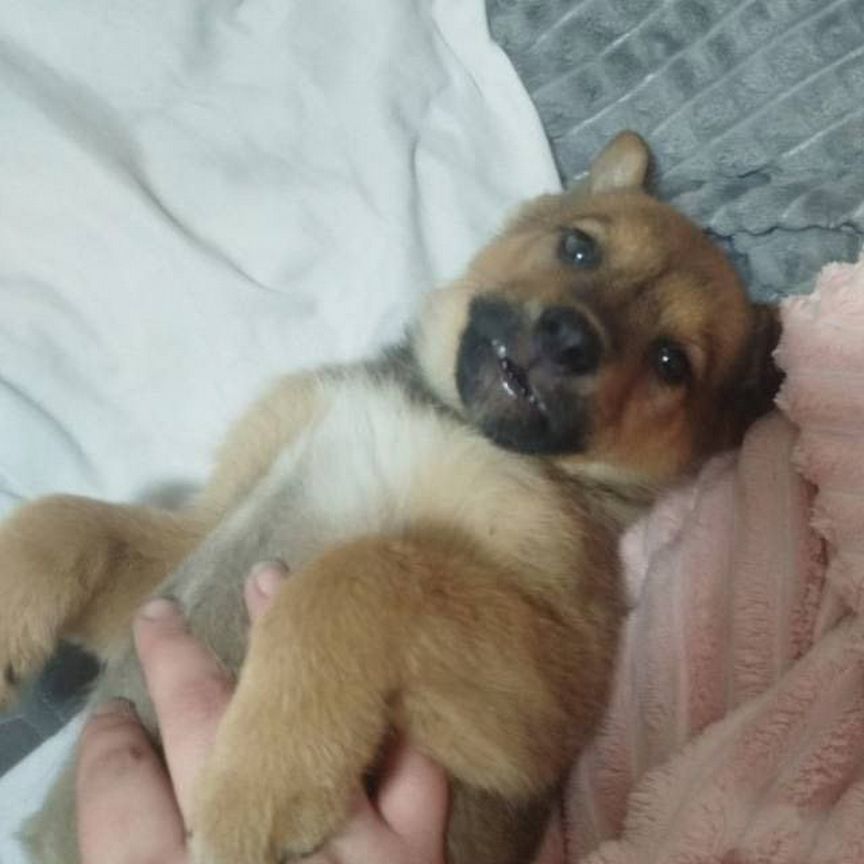 Щенок в добрые руки
