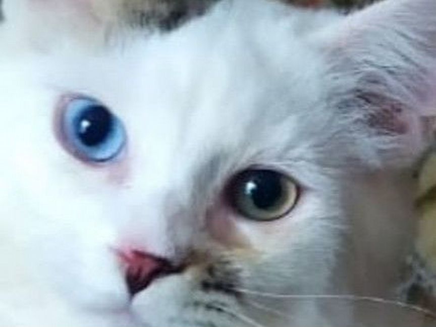 Разноглазый кот, 1,5 год. дгг, дрг