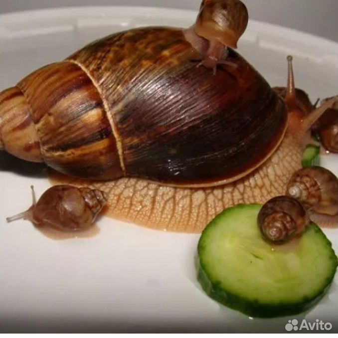 Детки улиток Ахатин