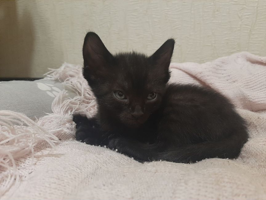 Кошка сфинкс