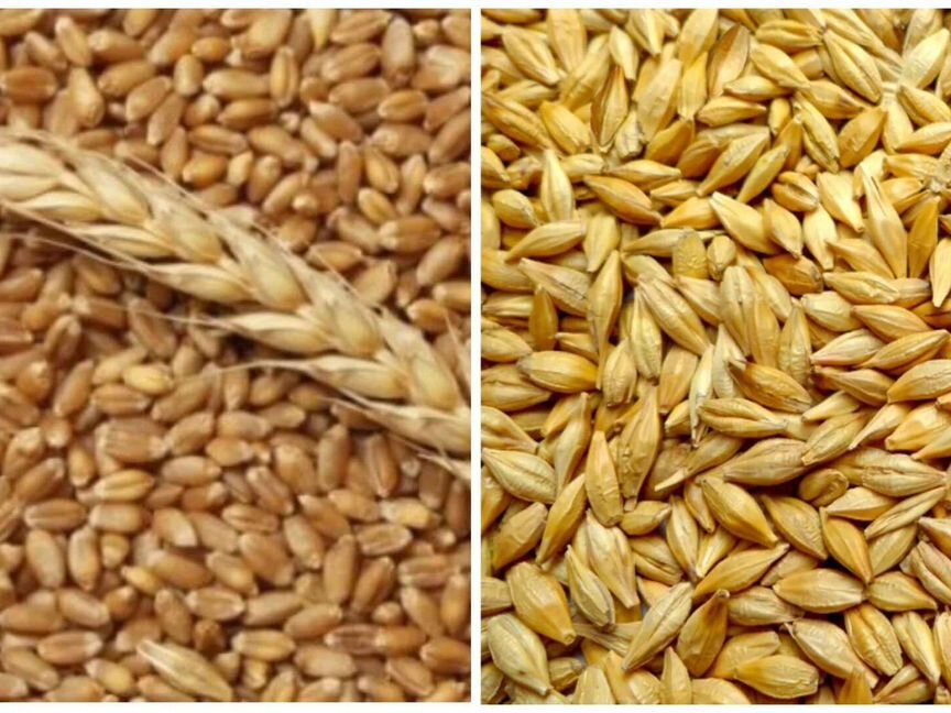 Пшеница ячмень