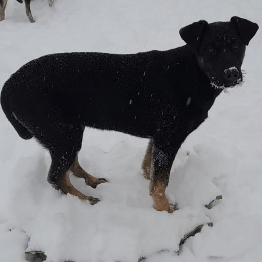 Щенок в добрые руки