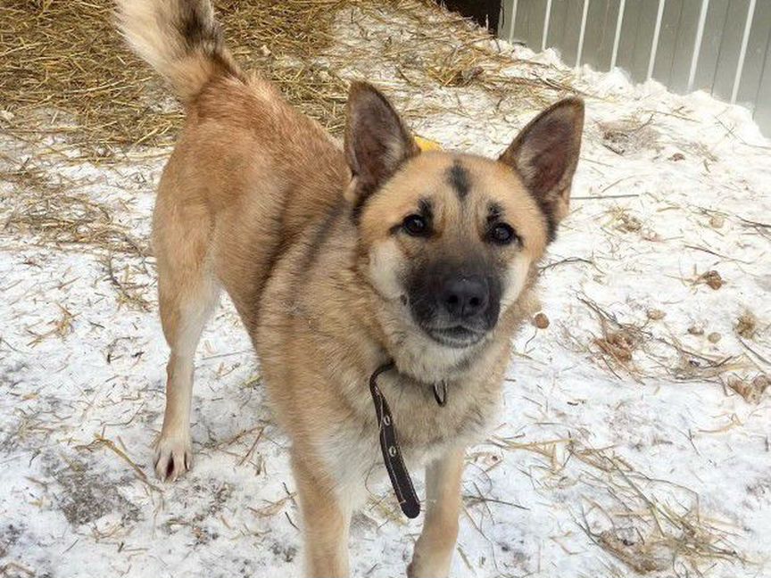 Небольшая собачка из приюта ищет дом