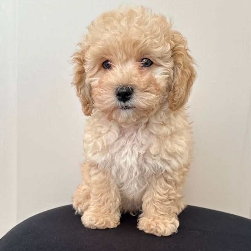 Мальтипу, щенок