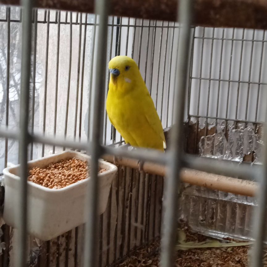 Волнистый попугай