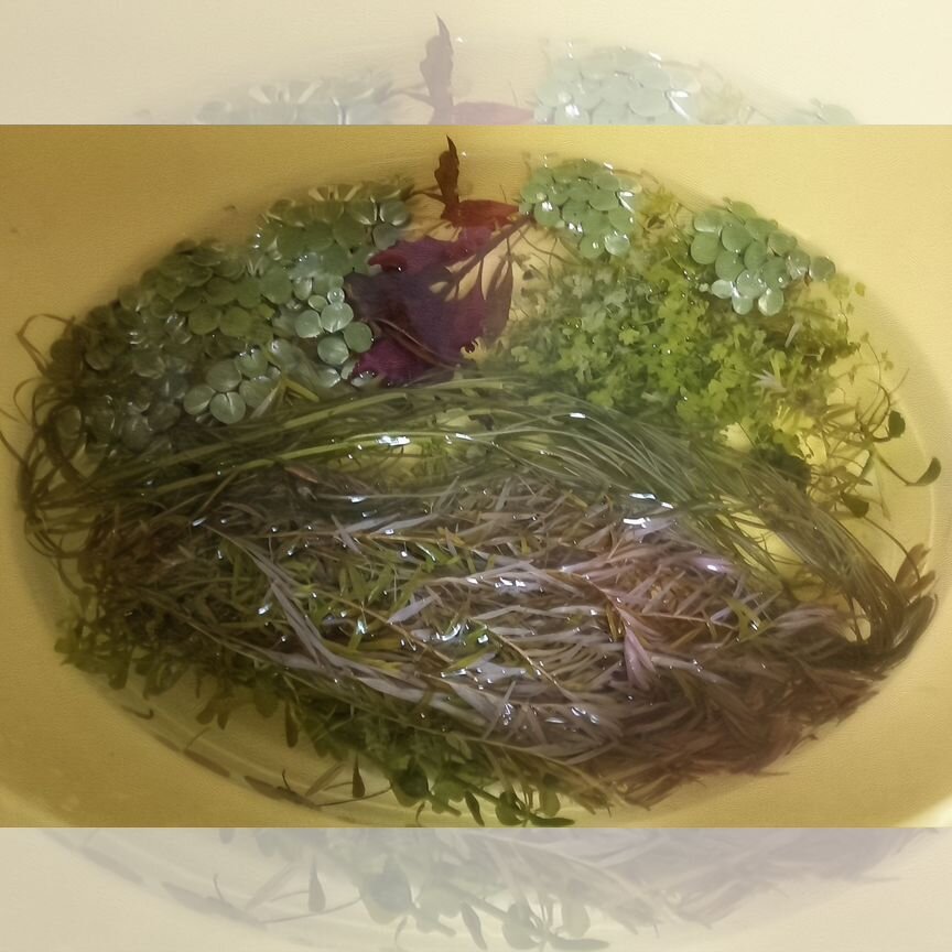 Прополка аквариумых растений