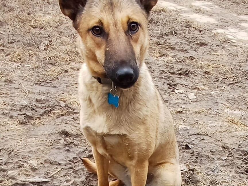 Малинка - Собака девочка в добрые руки/передержку