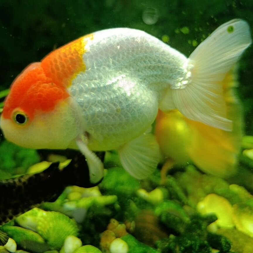 Золотые рыбки ранчу