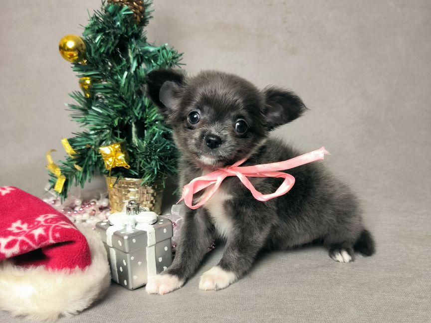 Чихуахуа девушка голубая норка Фанни