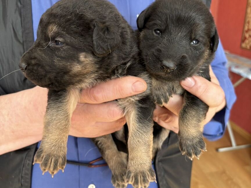 Щенки немецкой овчарки бесплатно
