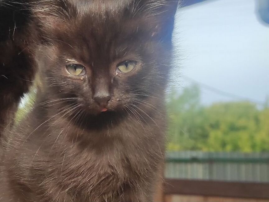 Кошка