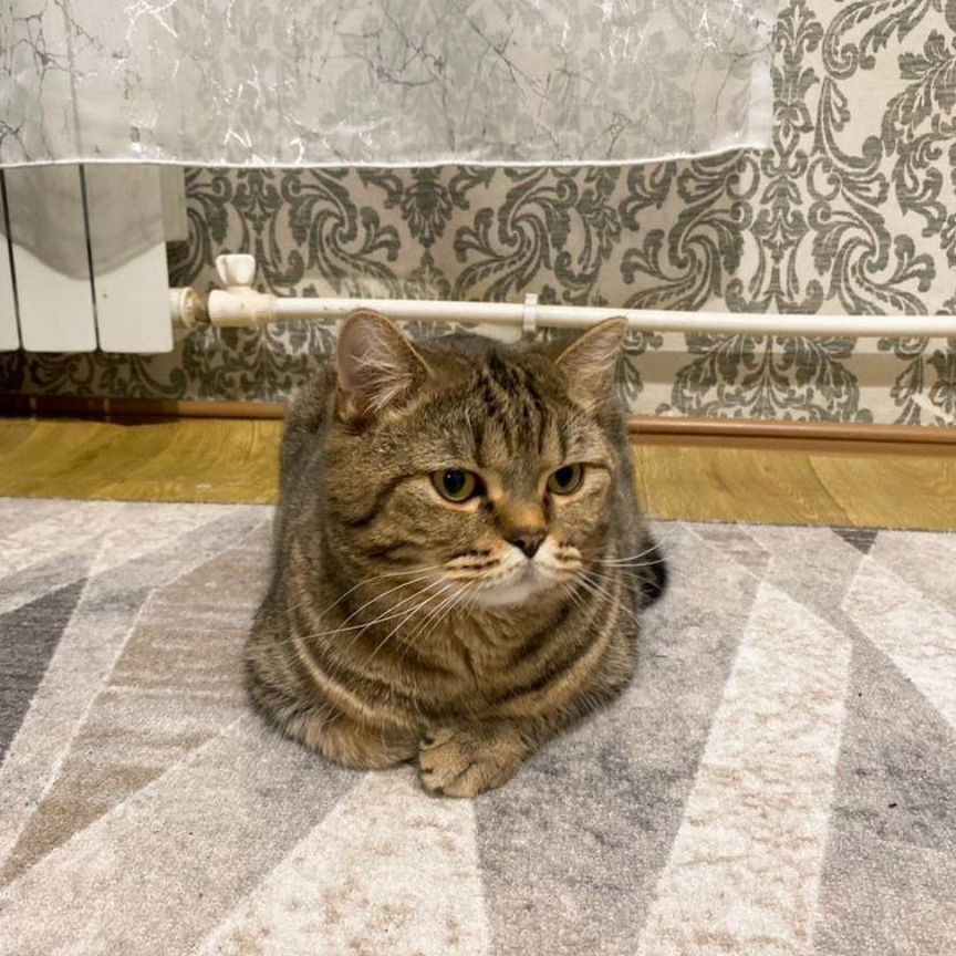 Шатланский кот