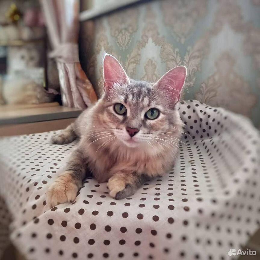 Кошечка в добрые руки