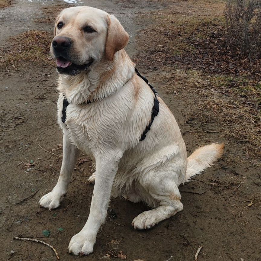 Лабрадор-ретривер, взрослая собака