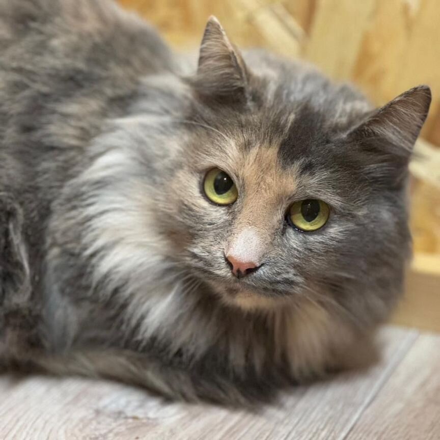 Красивая кошечка