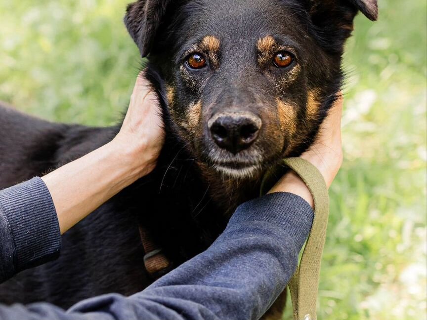 Собака в добрые руки отдам бесплатно