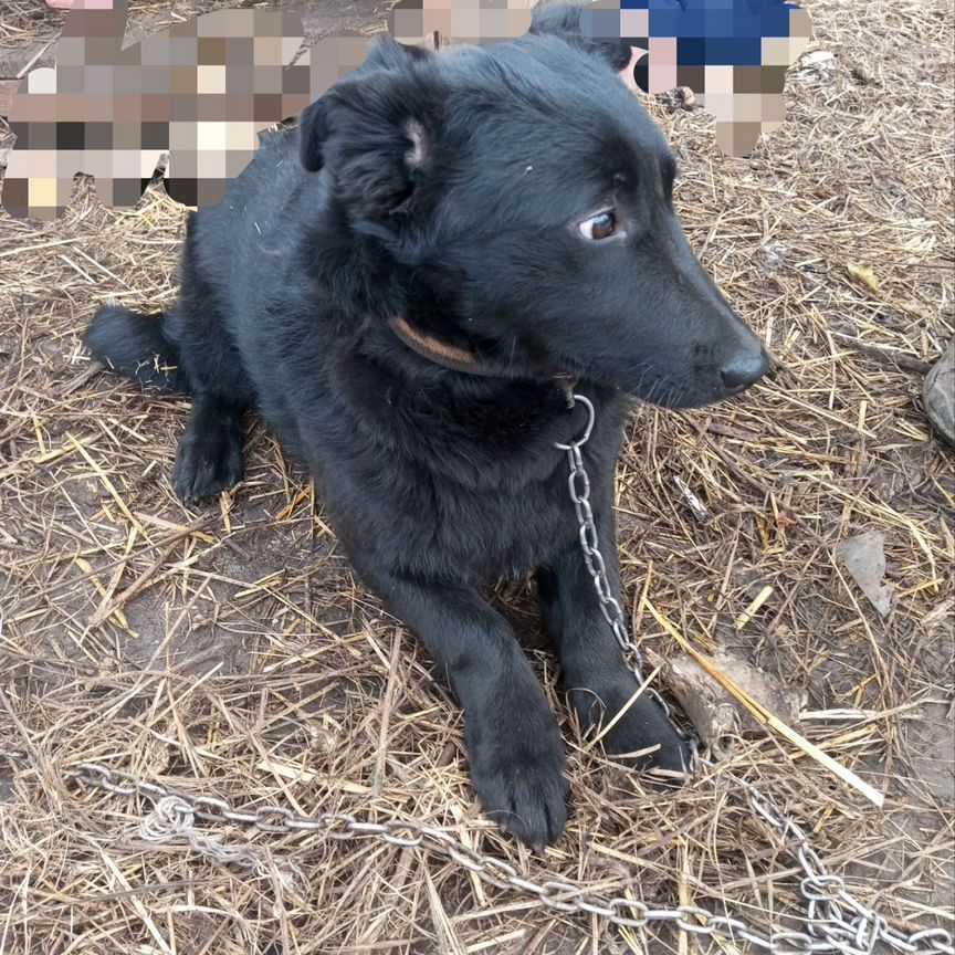 Собака в добрые руки