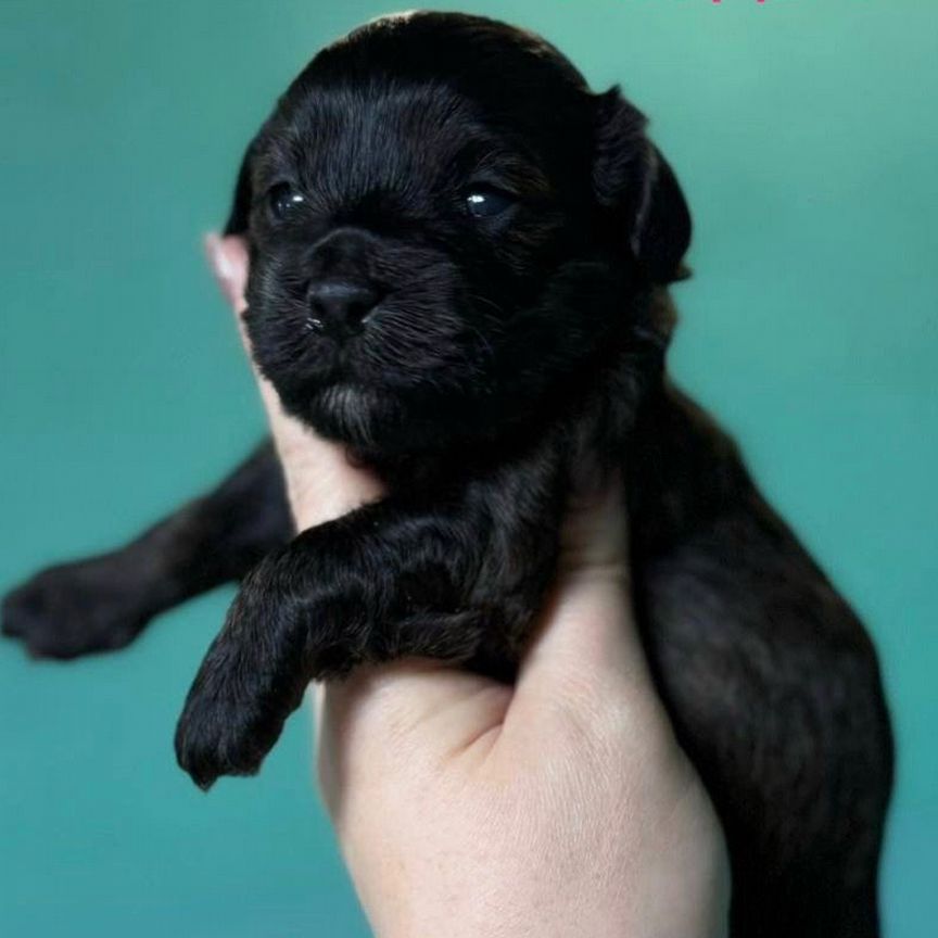 Мальтипу, щенок