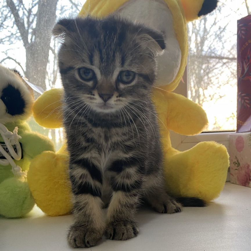 Шотландские вислоухие котята