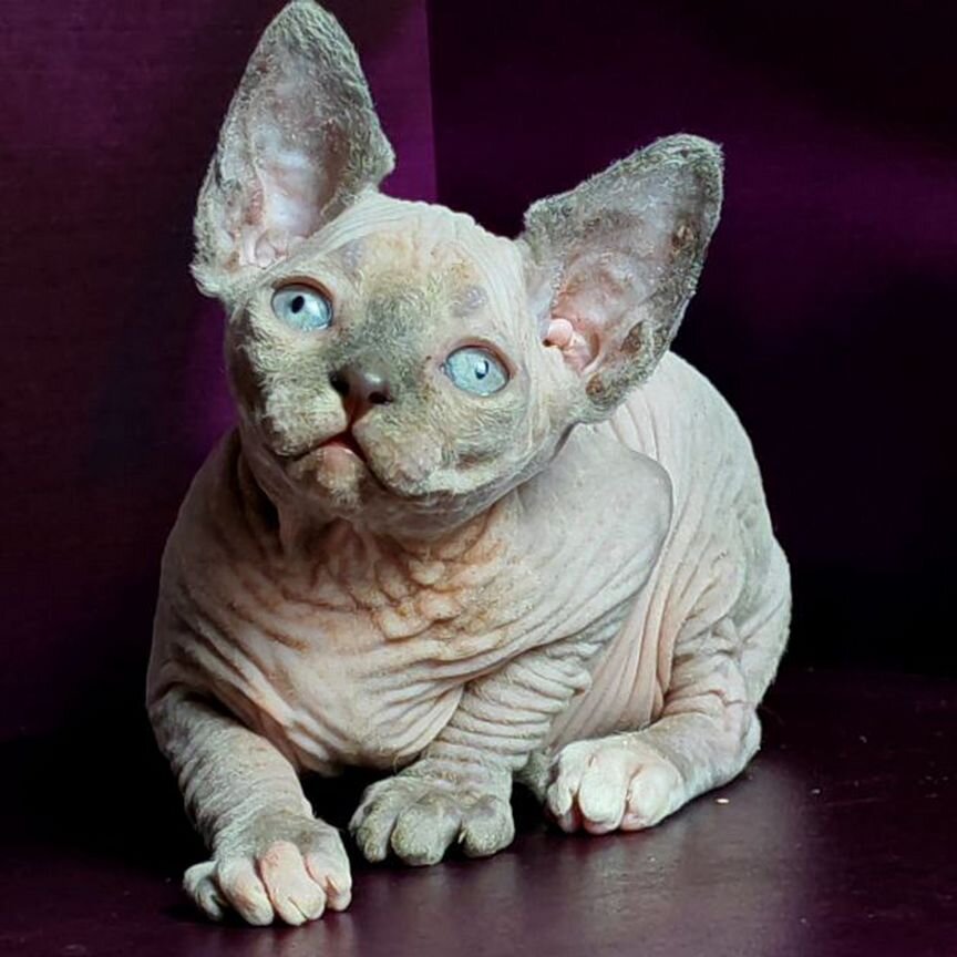 Канадский сфинкс котёнок