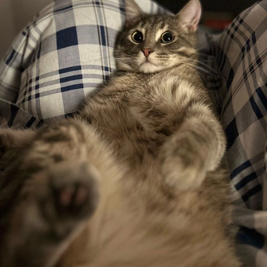 Кот Барсик (Бася) бесплатно