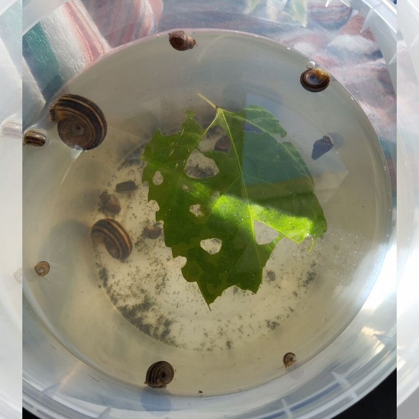 Улитка Мариза