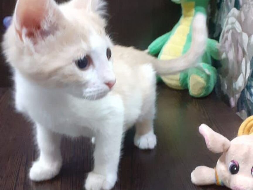 Котёнок Персея