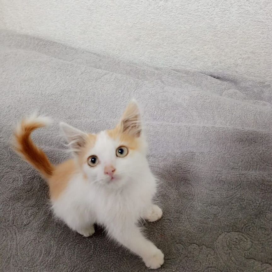 Рыжий котенок в добрые руки мальчик